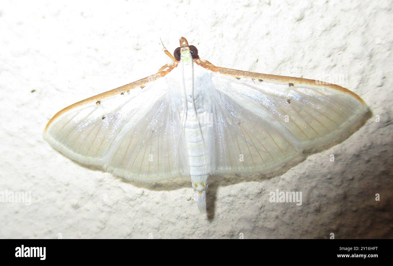 Jasmine Moth (Palpita vitrealis) Insecta Stock Photo - Alamy