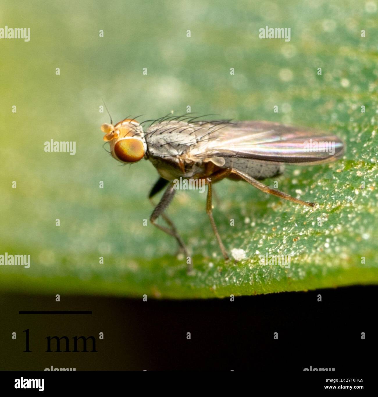 (Trixoscelis signifera) Insecta Stock Photo - Alamy