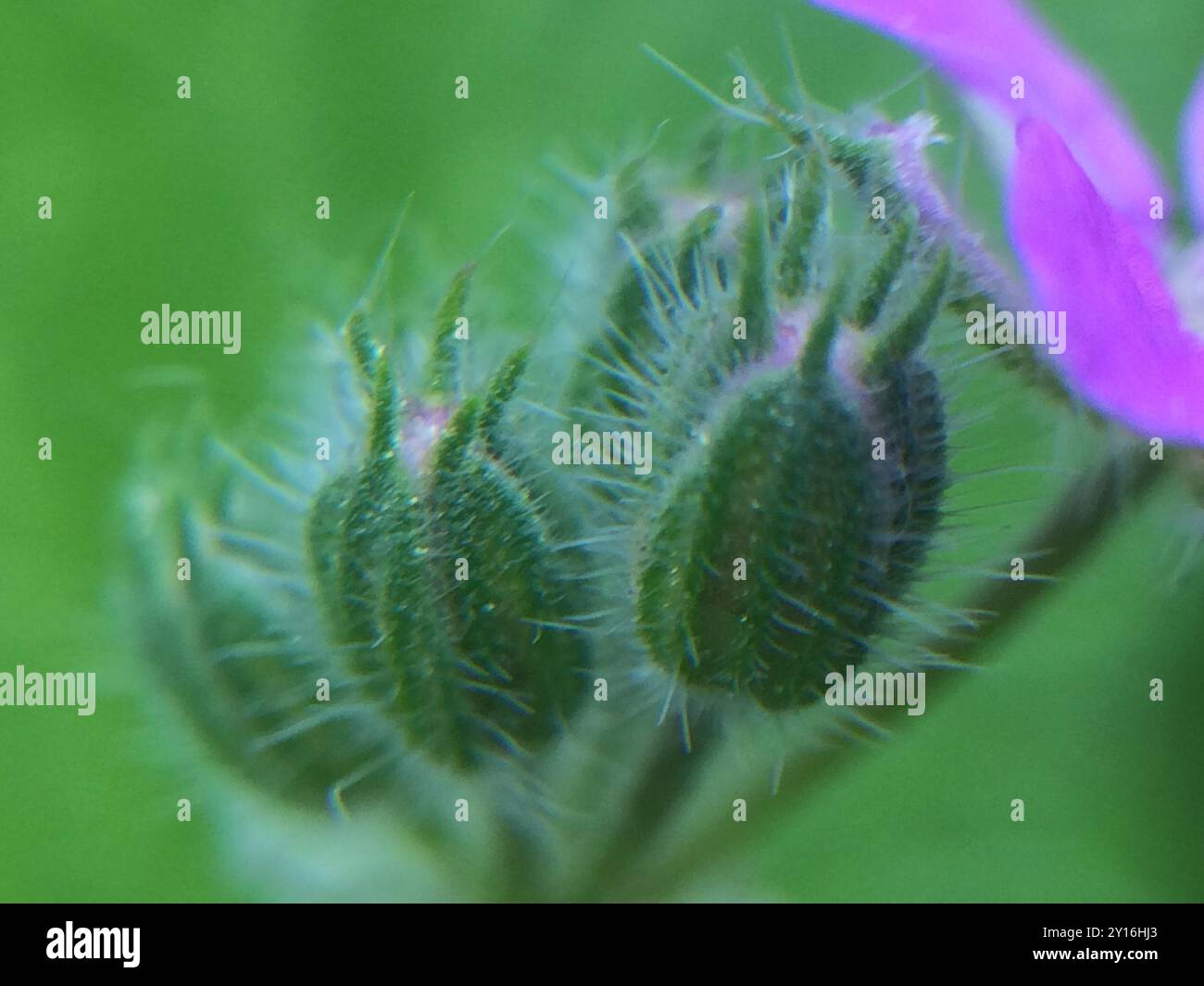 Geranium family (Geraniaceae) Plantae Stock Photo - Alamy