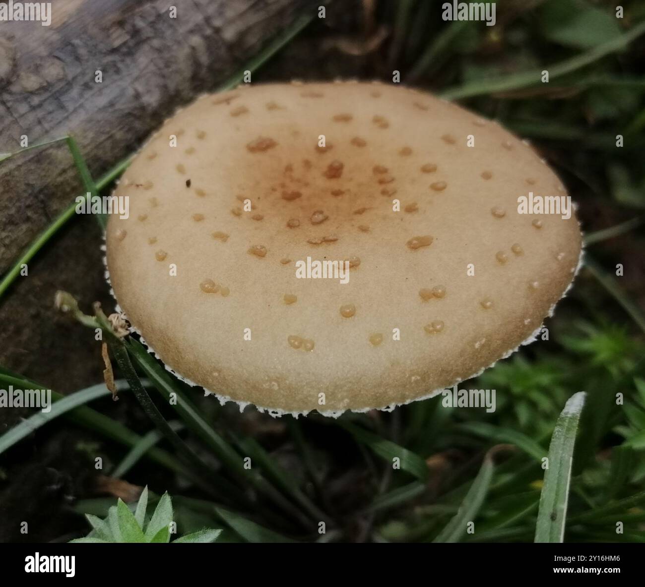 (Oudemansiella canarii) Fungi Stock Photo - Alamy