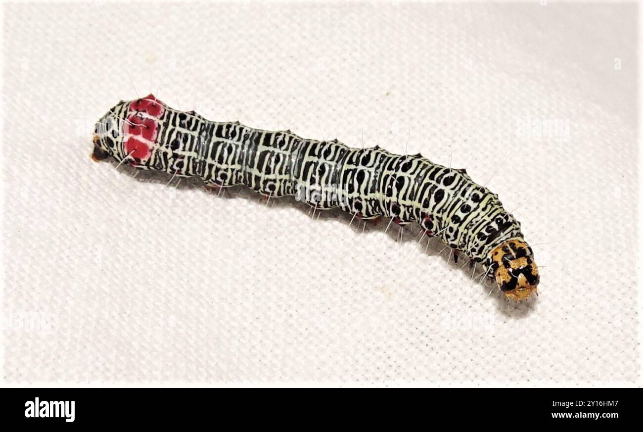 Australian Grapevine Moth (Phalaenoides glycinae) Insecta Stock Photo ...