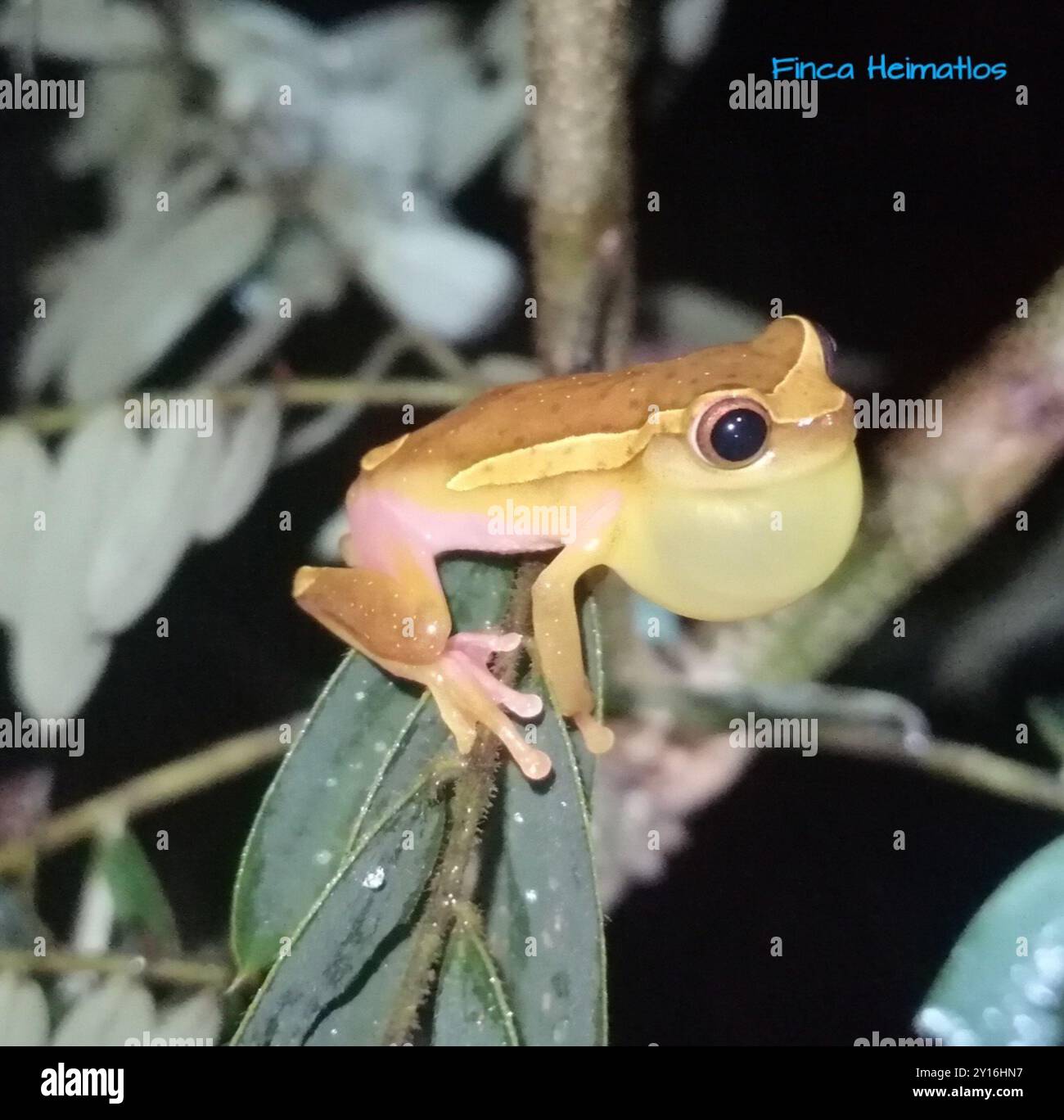 Upper Amazon Tree Frog (Dendropsophus bifurcus) Amphibia Stock Photo ...