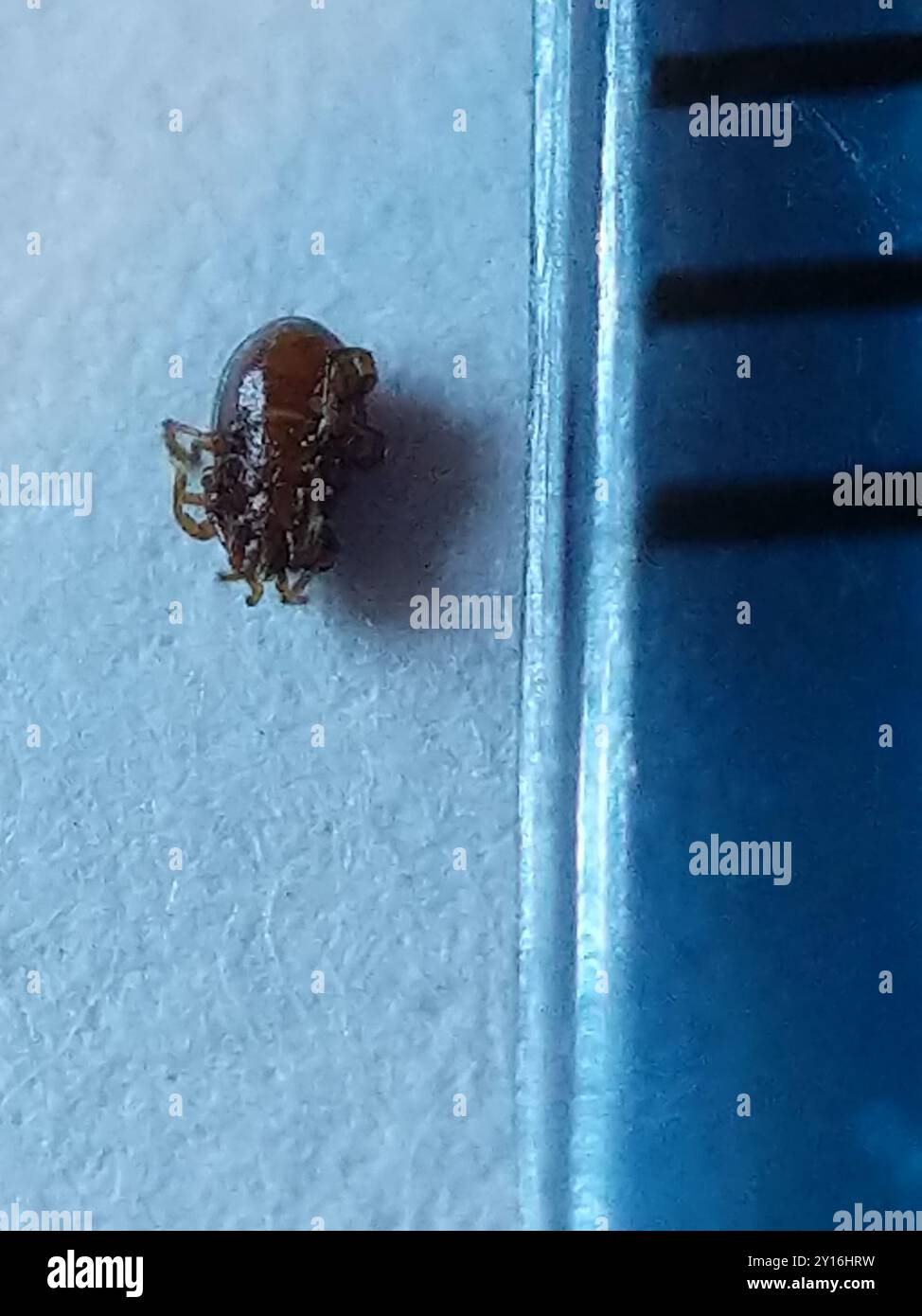 beetle mites (Oribatida) Arachnida Stock Photo - Alamy