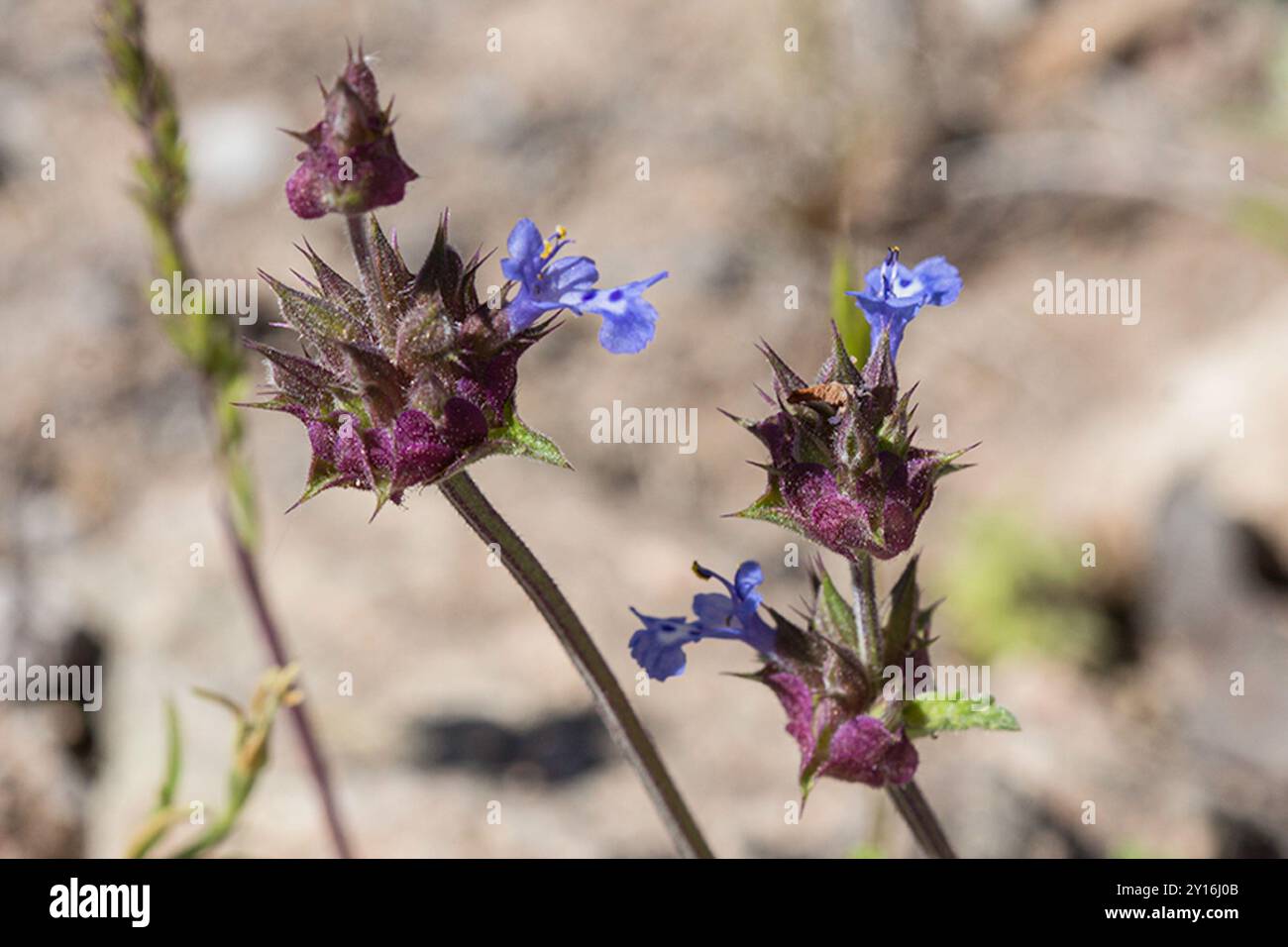 Chia (Salvia columbariae) Plantae Stock Photo - Alamy