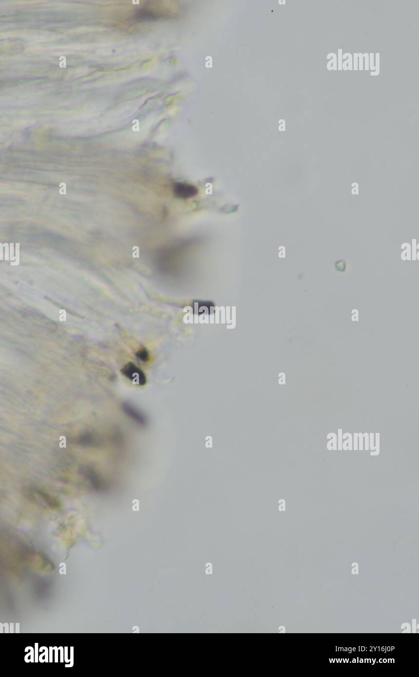 (Lopadium disciforme) Fungi Stock Photo - Alamy