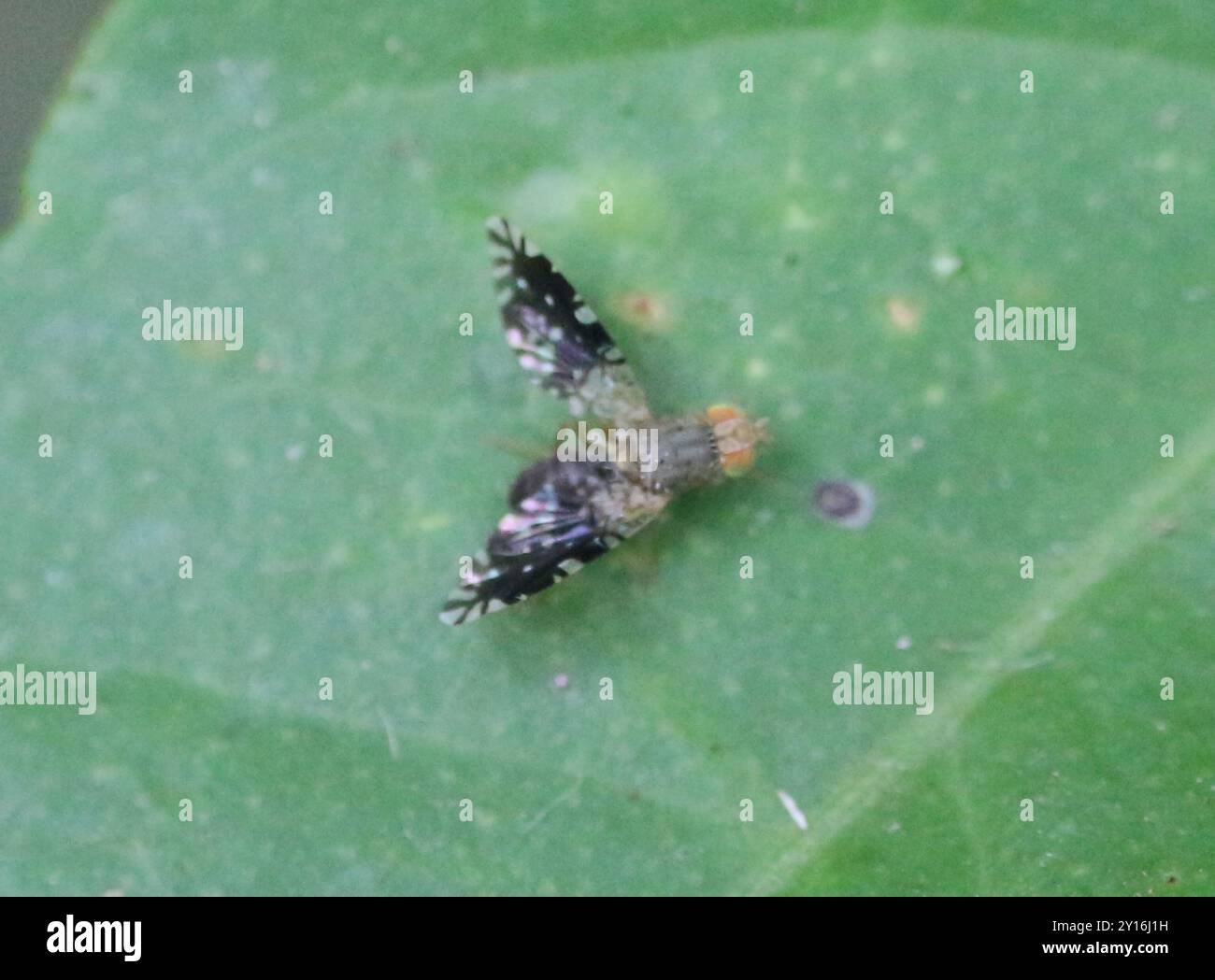 Fruit Flies (Tephritidae) Insecta Stock Photo - Alamy