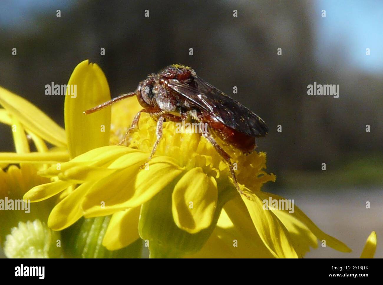 Nomad Bees (Nomada) Insecta Stock Photo - Alamy