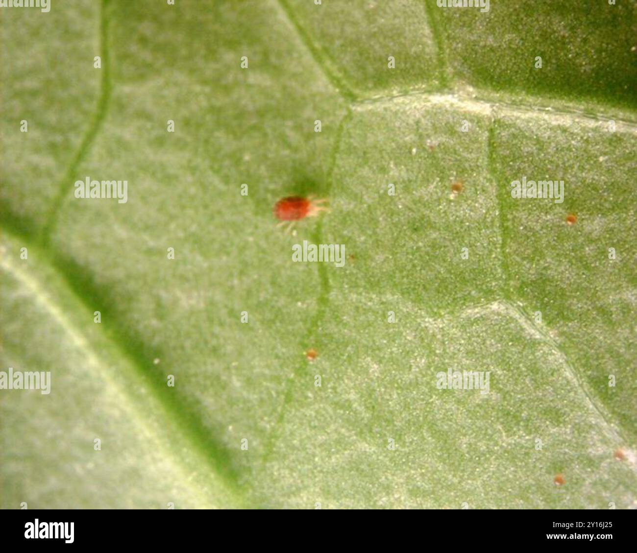 Twospotted Spider Mite (Tetranychus urticae) Arachnida Stock Photo - Alamy