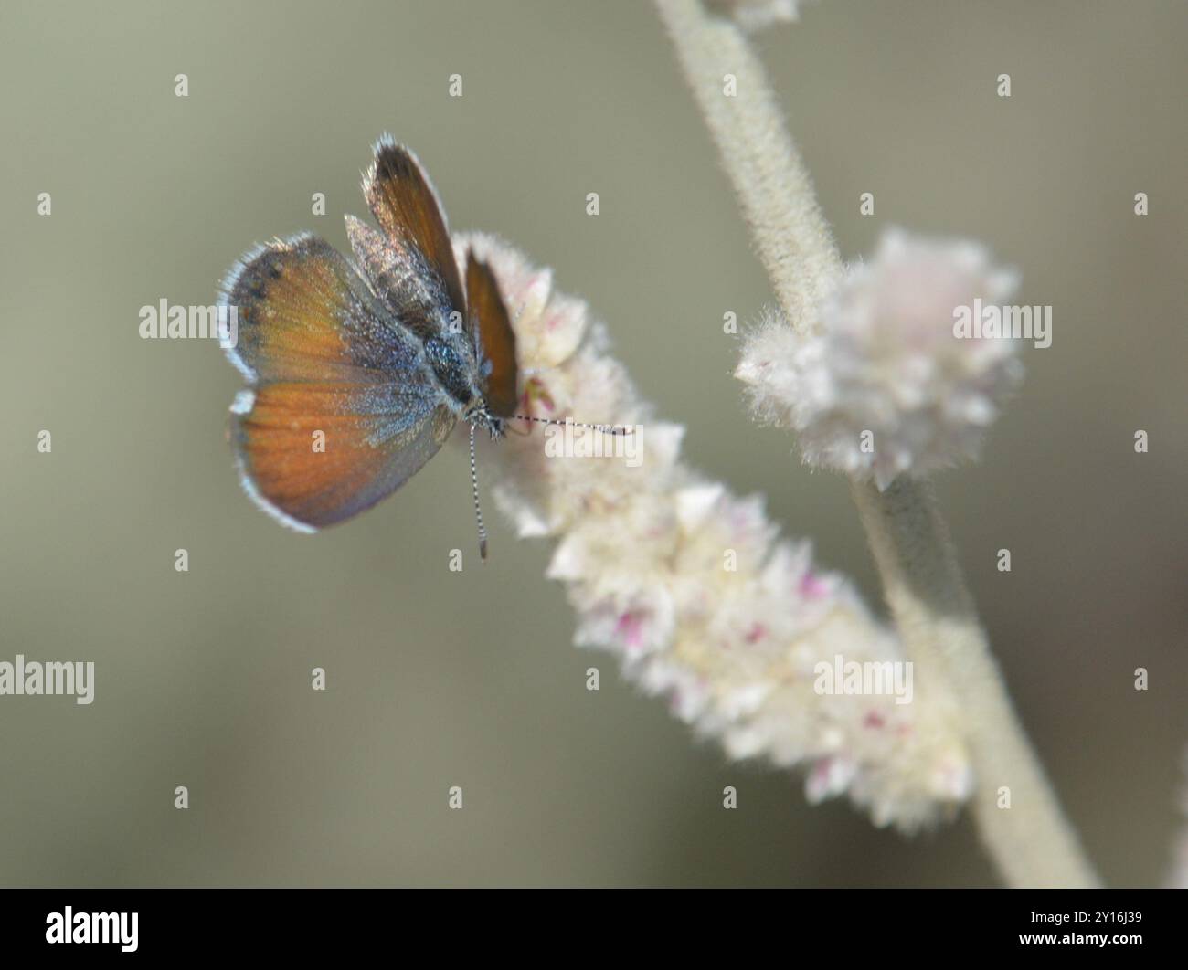 Western Pygmy-Blue (Brephidium exilis) Insecta Stock Photo - Alamy