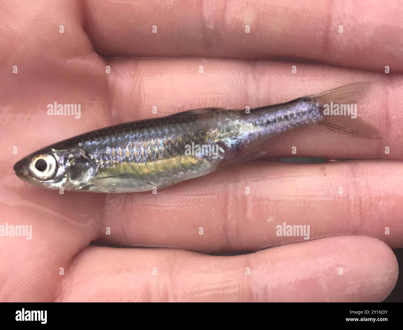 Texas Shiner (Notropis amabilis) Actinopterygii Stock Photo - Alamy