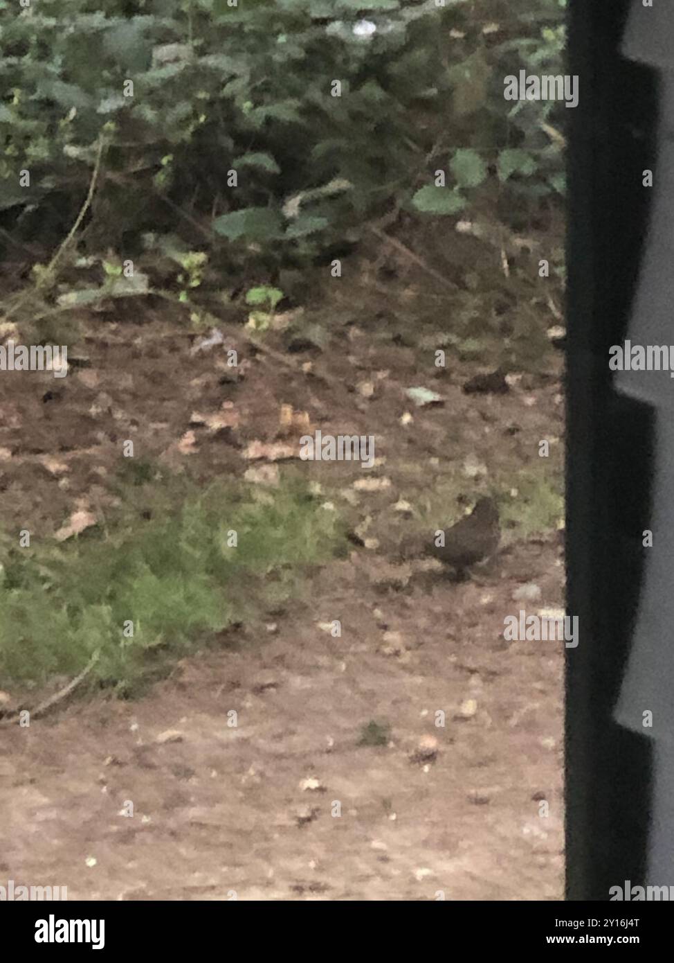 New World Sparrows (Passerellidae) Aves Stock Photo - Alamy