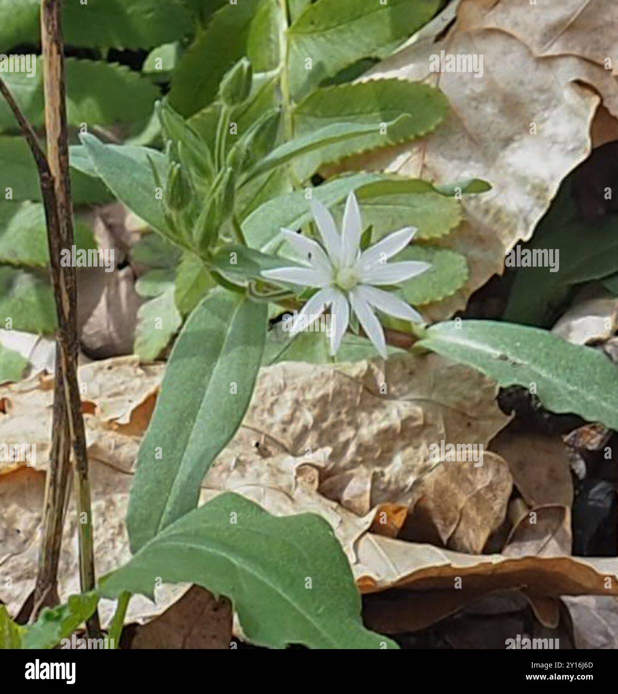 star chickweed (Stellaria pubera) Plantae Stock Photo - Alamy