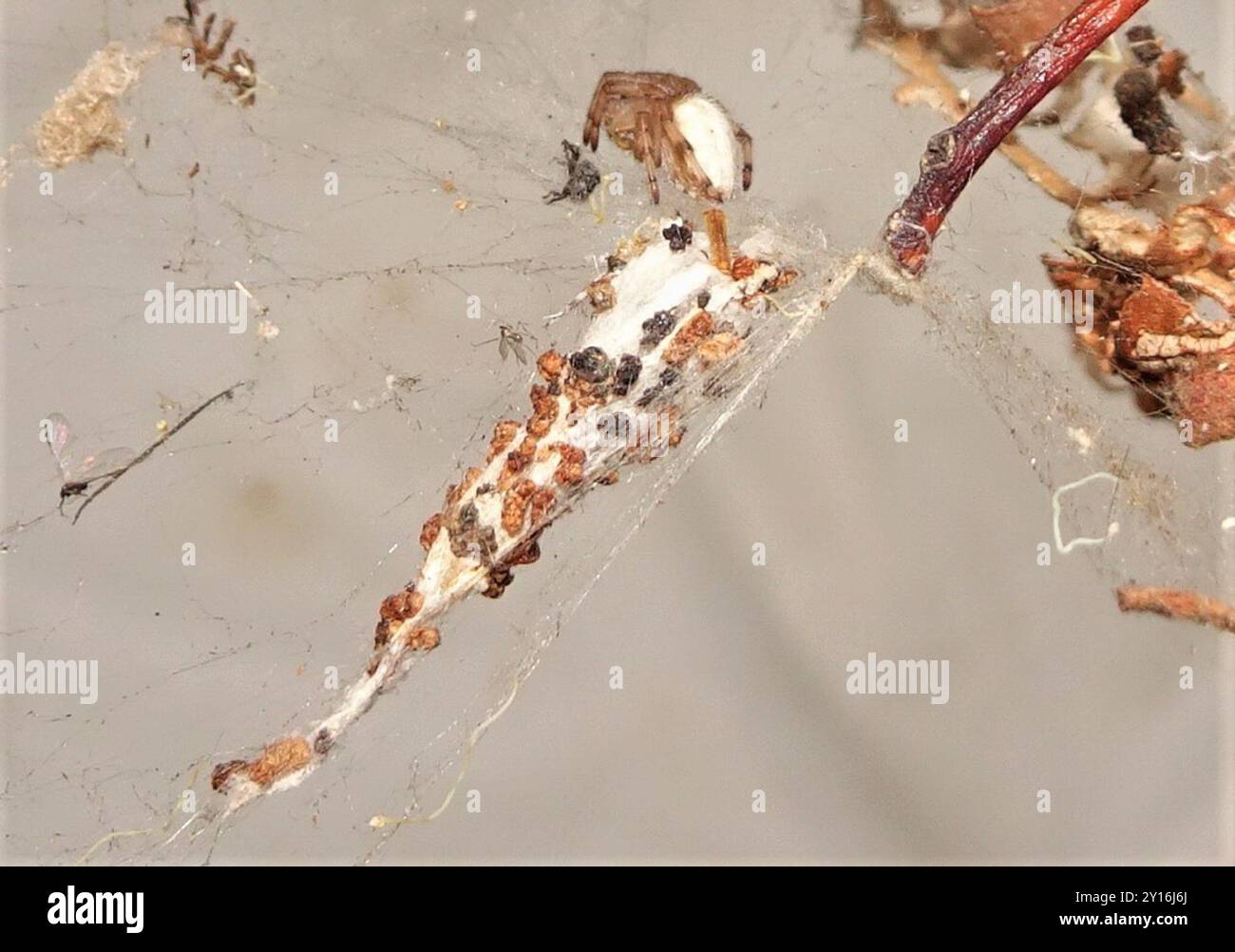 Russian Tent Spider (Cyrtophora hirta) Arachnida Stock Photo - Alamy