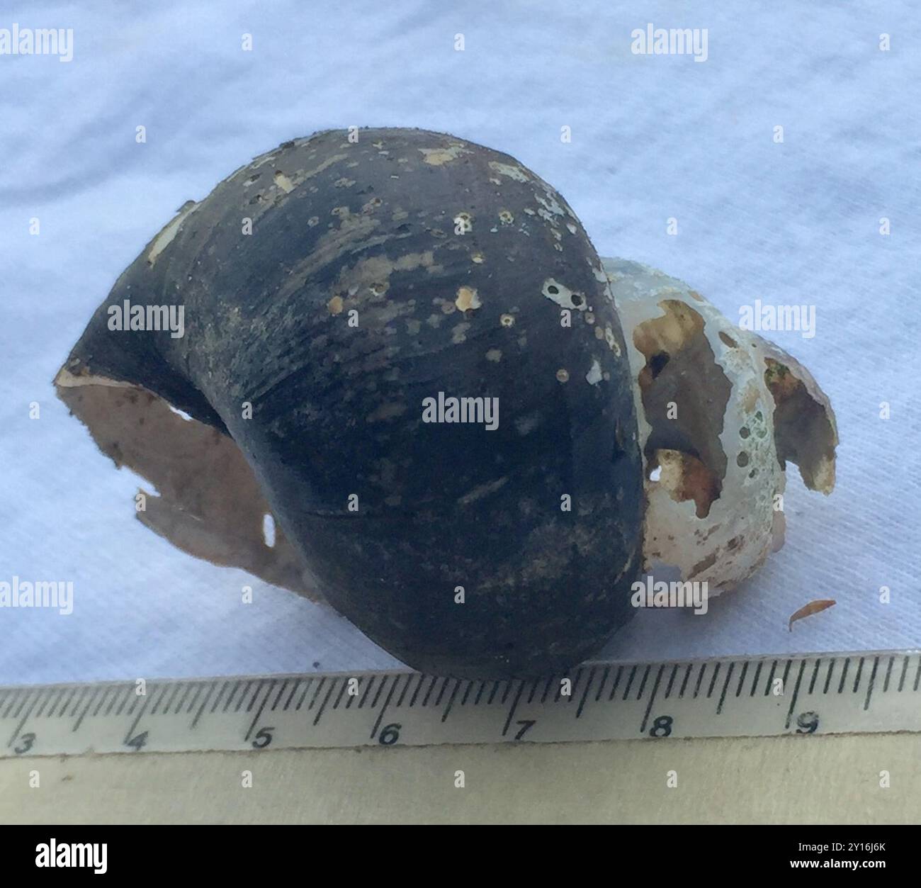 Chinese Mystery Snail (Cipangopaludina chinensis) Mollusca Stock Photo ...