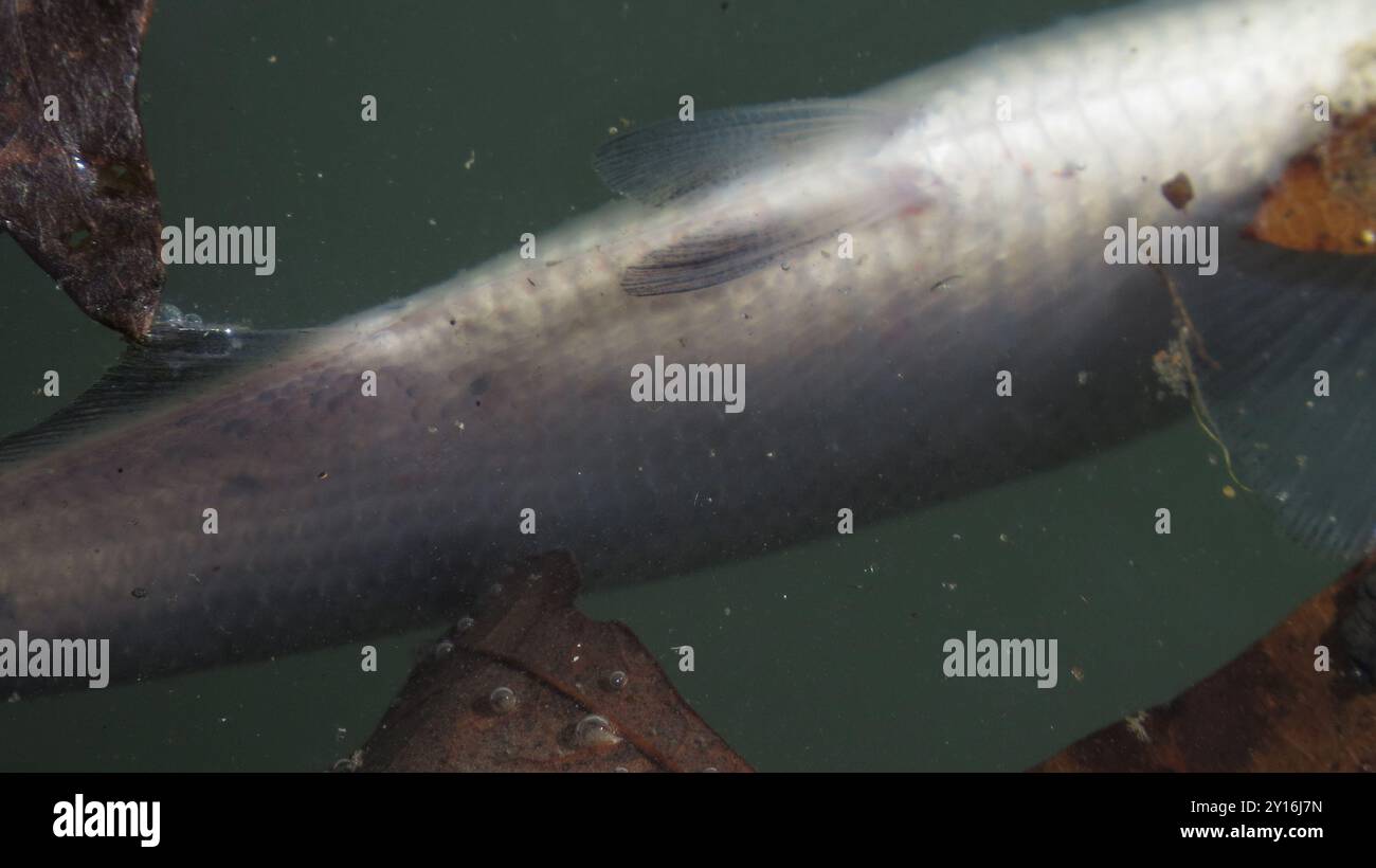 American gizzard shad hi-res stock photography and images - Alamy