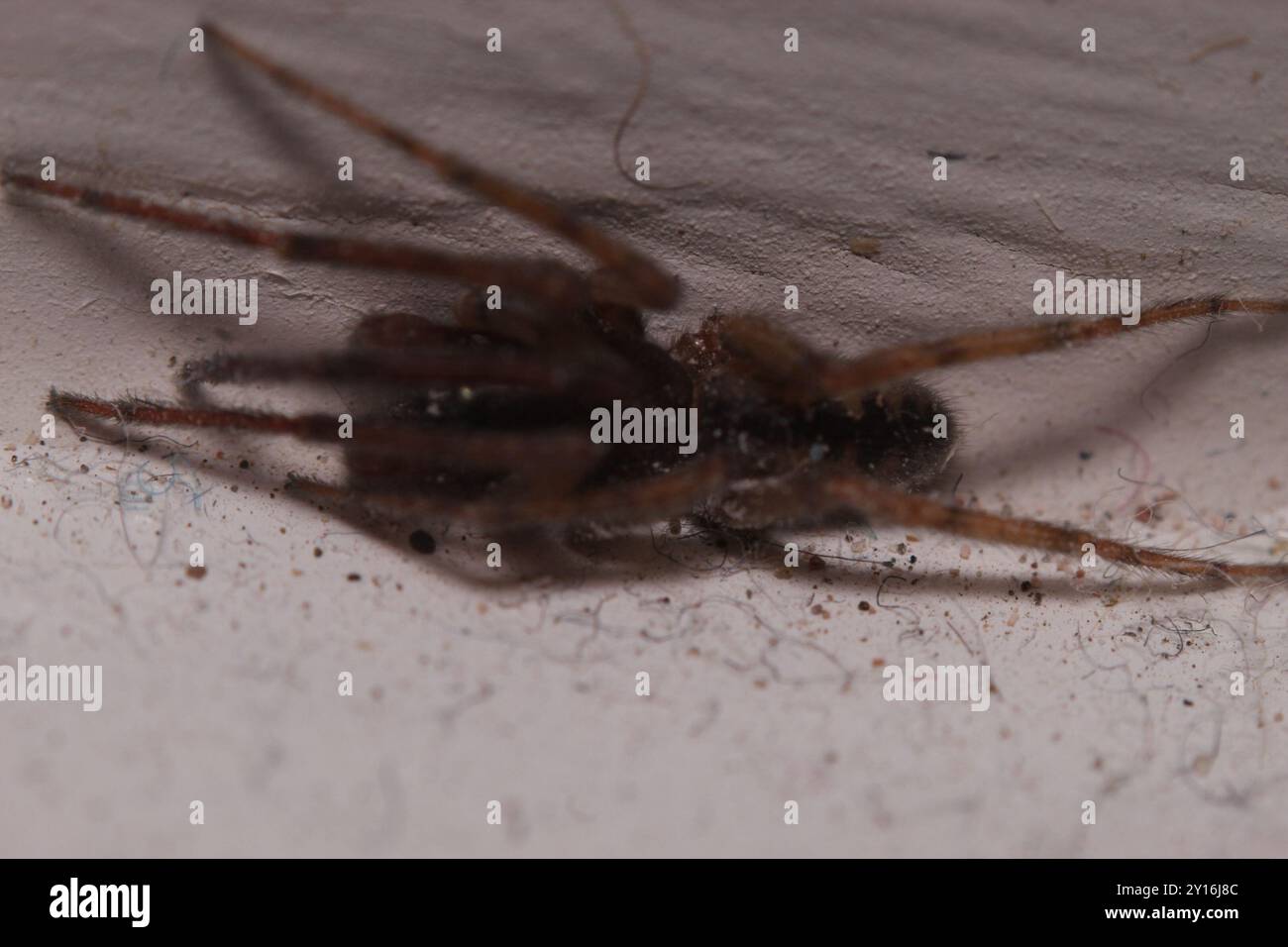 Snake-back Spider (Segestria senoculata) Arachnida Stock Photo - Alamy