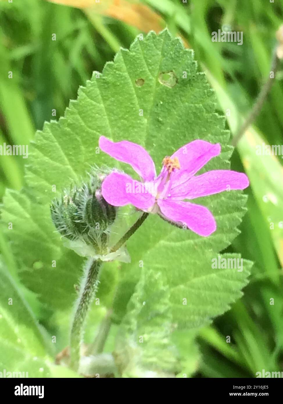 Geranium family (Geraniaceae) Plantae Stock Photo - Alamy