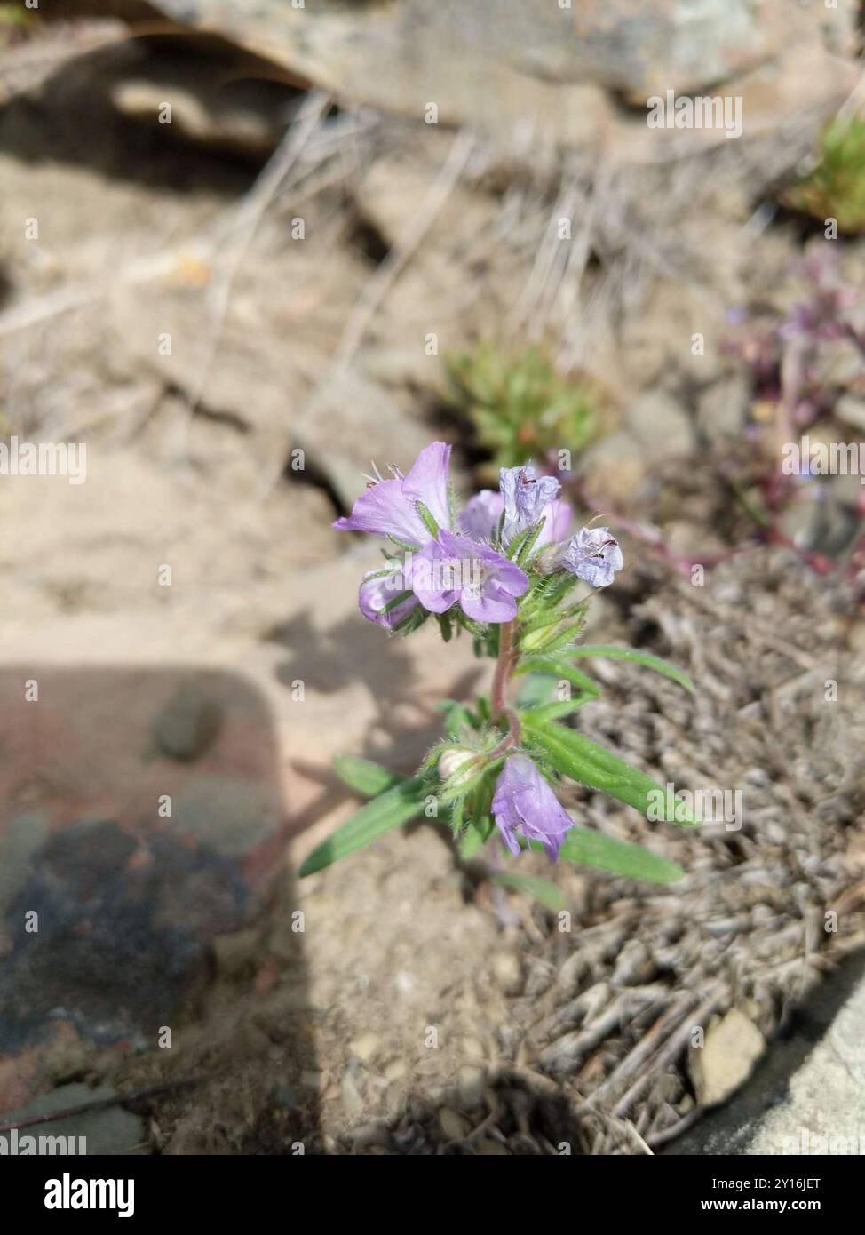 Linearleaf Phacelia (Phacelia linearis) Plantae Stock Photo - Alamy