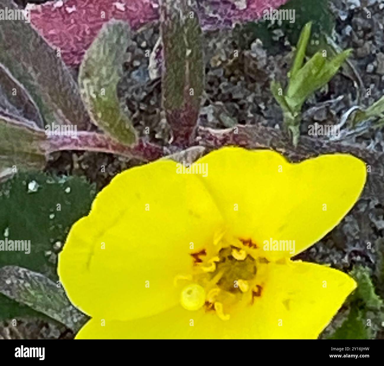 California sun cup (Camissoniopsis bistorta) Plantae Stock Photo - Alamy