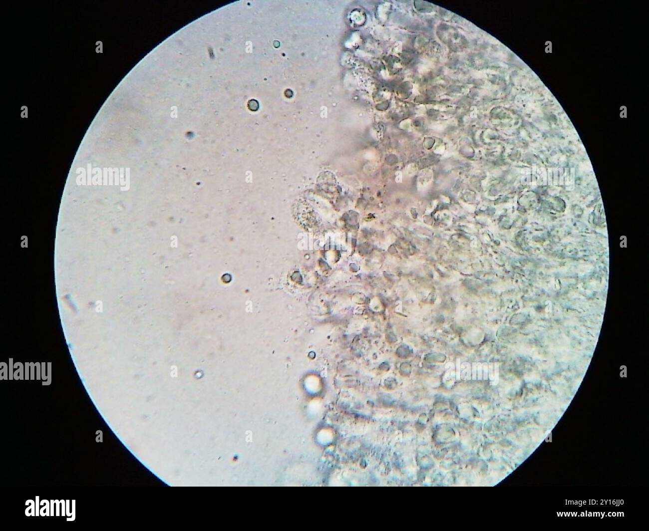 Asian Beauty (Radulomyces copelandii) Fungi Stock Photo - Alamy