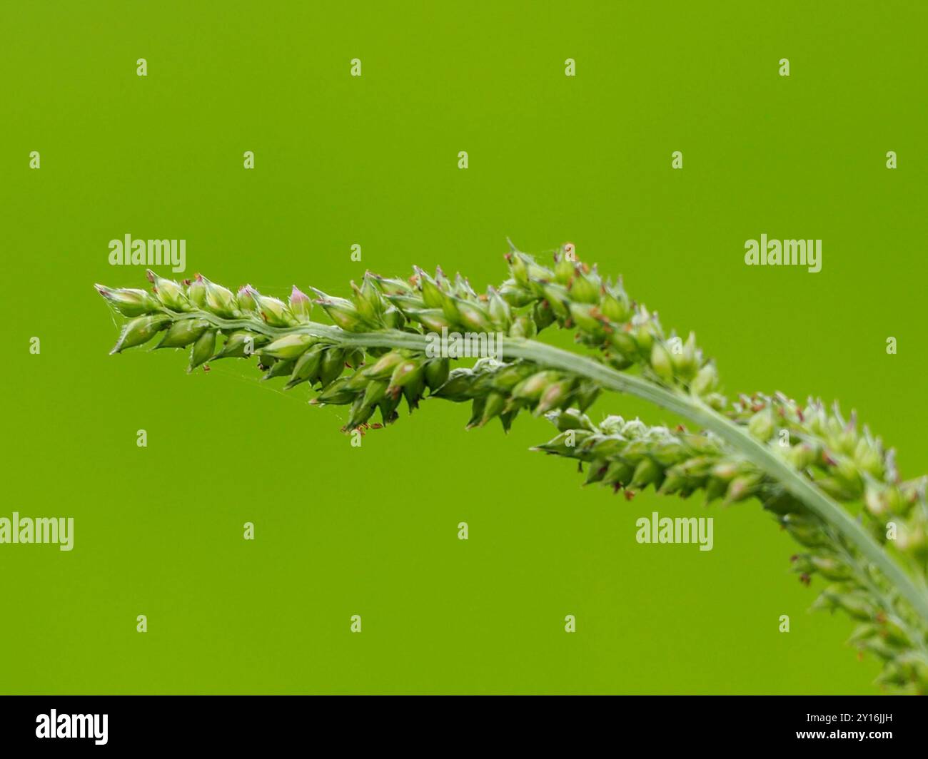 Jungle Rice (Echinochloa colonum) Plantae Stock Photo - Alamy
