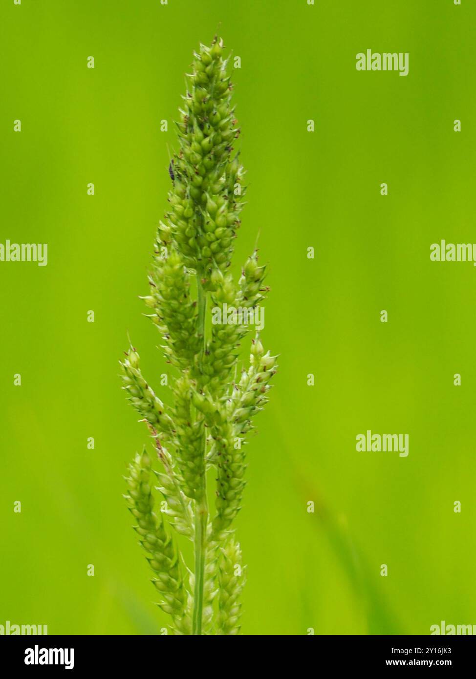 Jungle Rice (Echinochloa colonum) Plantae Stock Photo - Alamy