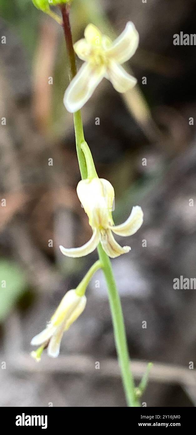 San Diego Wild Cabbage (Caulanthus heterophyllus) Plantae Stock Photo ...