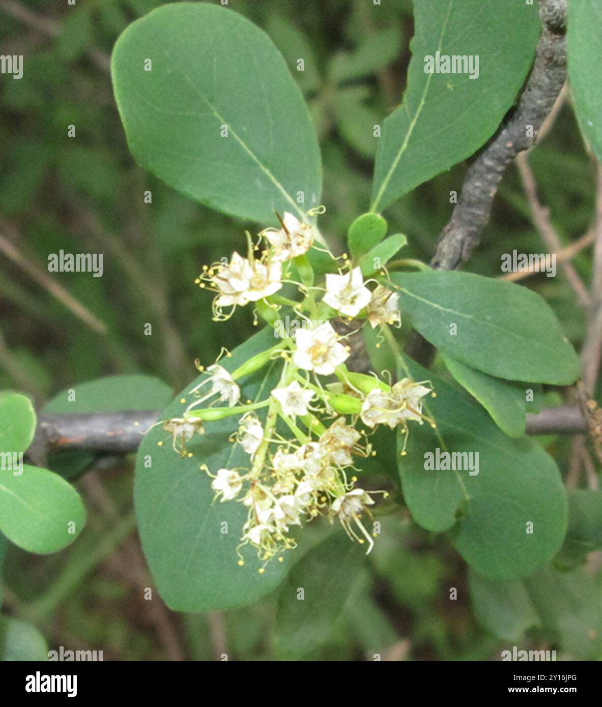 Purplepod clusterleaf (Terminalia prunioides) Plantae Stock Photo - Alamy