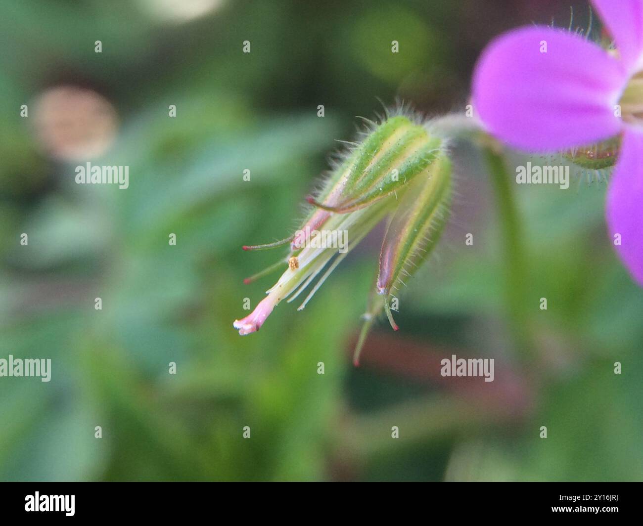 Little-Robin (Geranium purpureum) Plantae Stock Photo - Alamy
