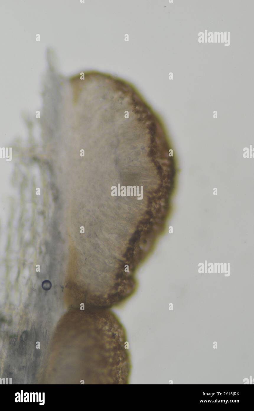 (Agyrium rufum) Fungi Stock Photo - Alamy