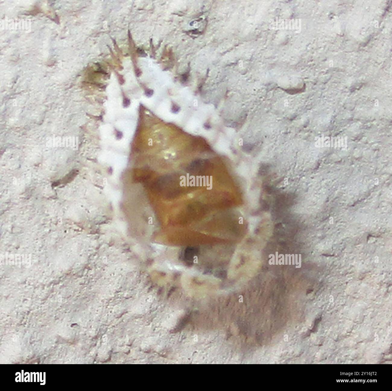 Scale-feeding Lady Beetles (Chilocorinae) Insecta Stock Photo - Alamy
