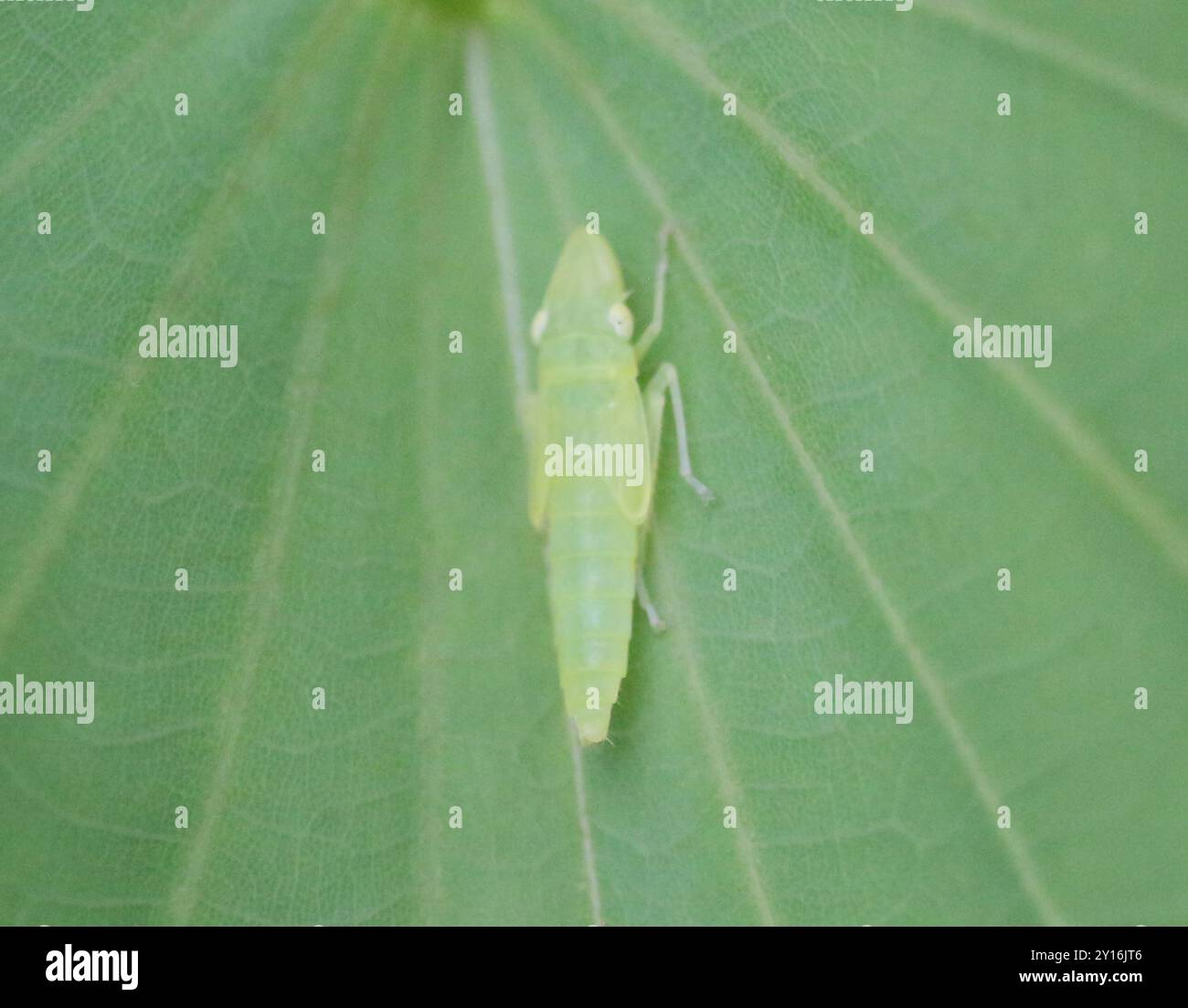 Typical Leafhoppers (Cicadellidae) Insecta Stock Photo - Alamy