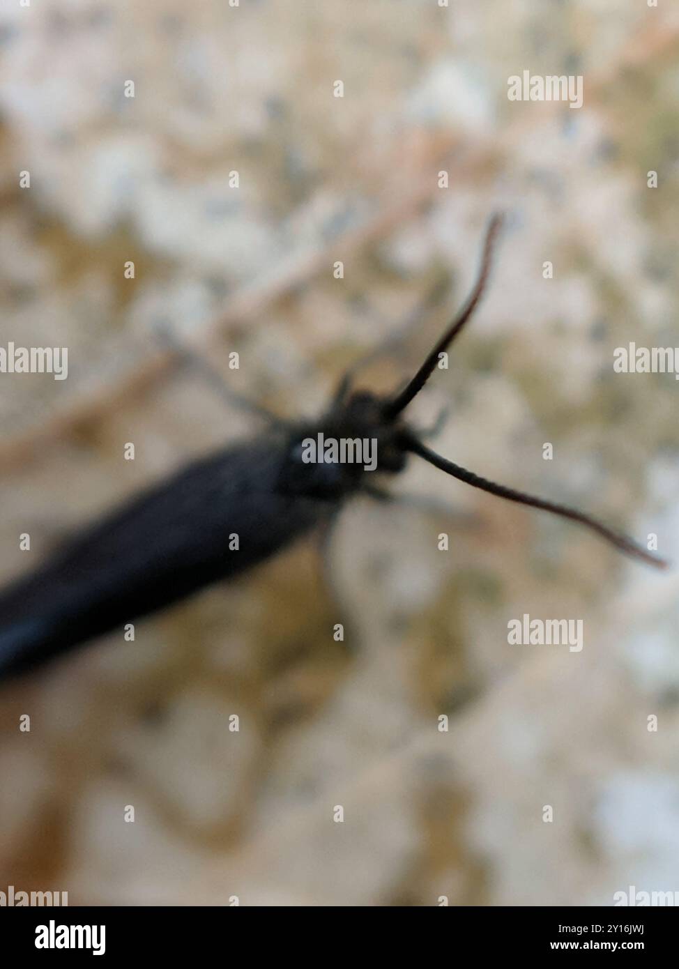 Little Black Caddisflies (Chimarra) Insecta Stock Photo - Alamy
