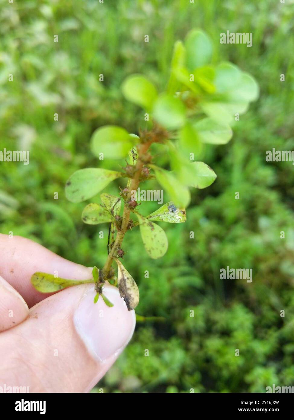 Water-purslane (Lythrum portula) Plantae Stock Photo - Alamy