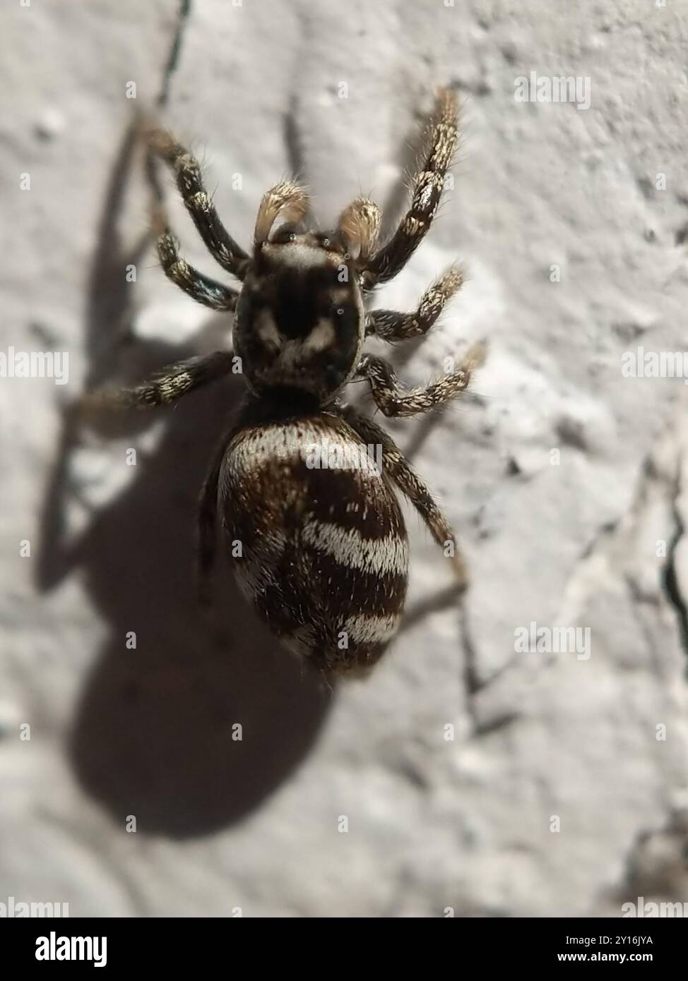 Zebra Jumping Spider (Salticus scenicus) Arachnida Stock Photo - Alamy