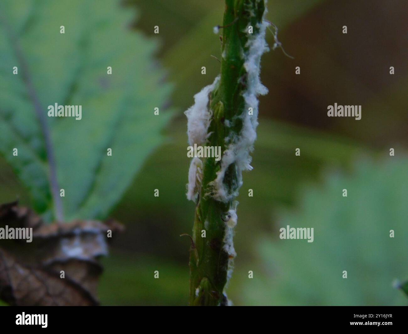 Flatid Planthoppers (Flatidae) Insecta Stock Photo - Alamy