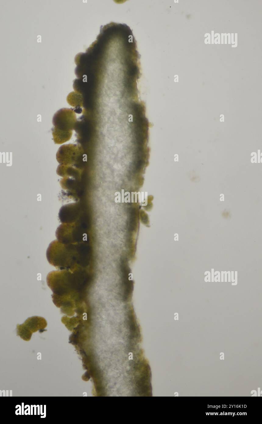 Tree Jelly (Collema subflaccidum) Fungi Stock Photo - Alamy