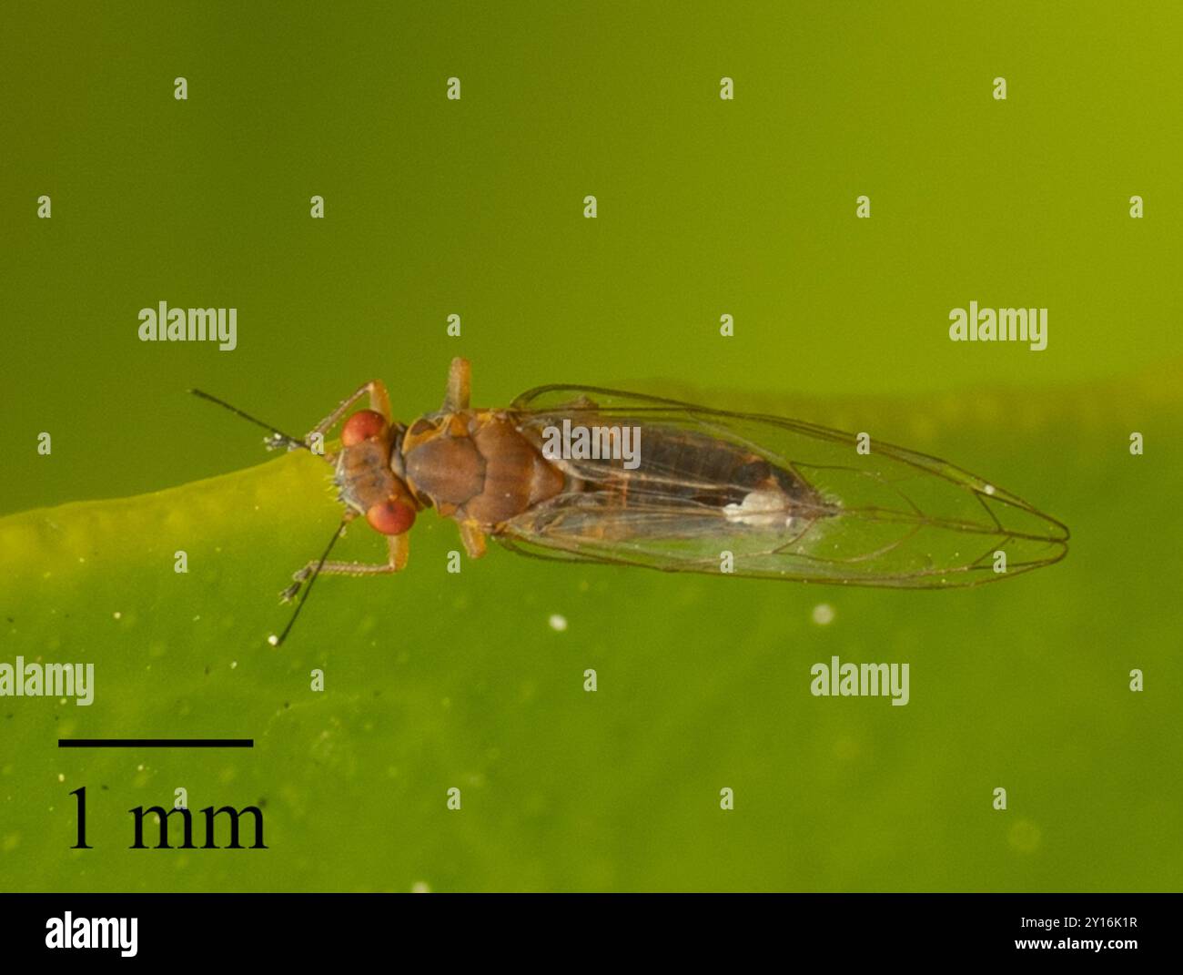 Ficus leaf-rolling psyllid (Trioza brevigenae) Insecta Stock Photo - Alamy