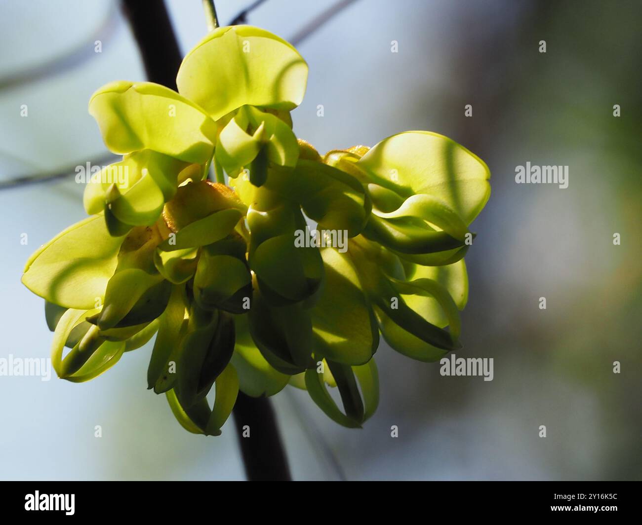 Burny Bean (Mucuna gigantea) Plantae Stock Photo - Alamy