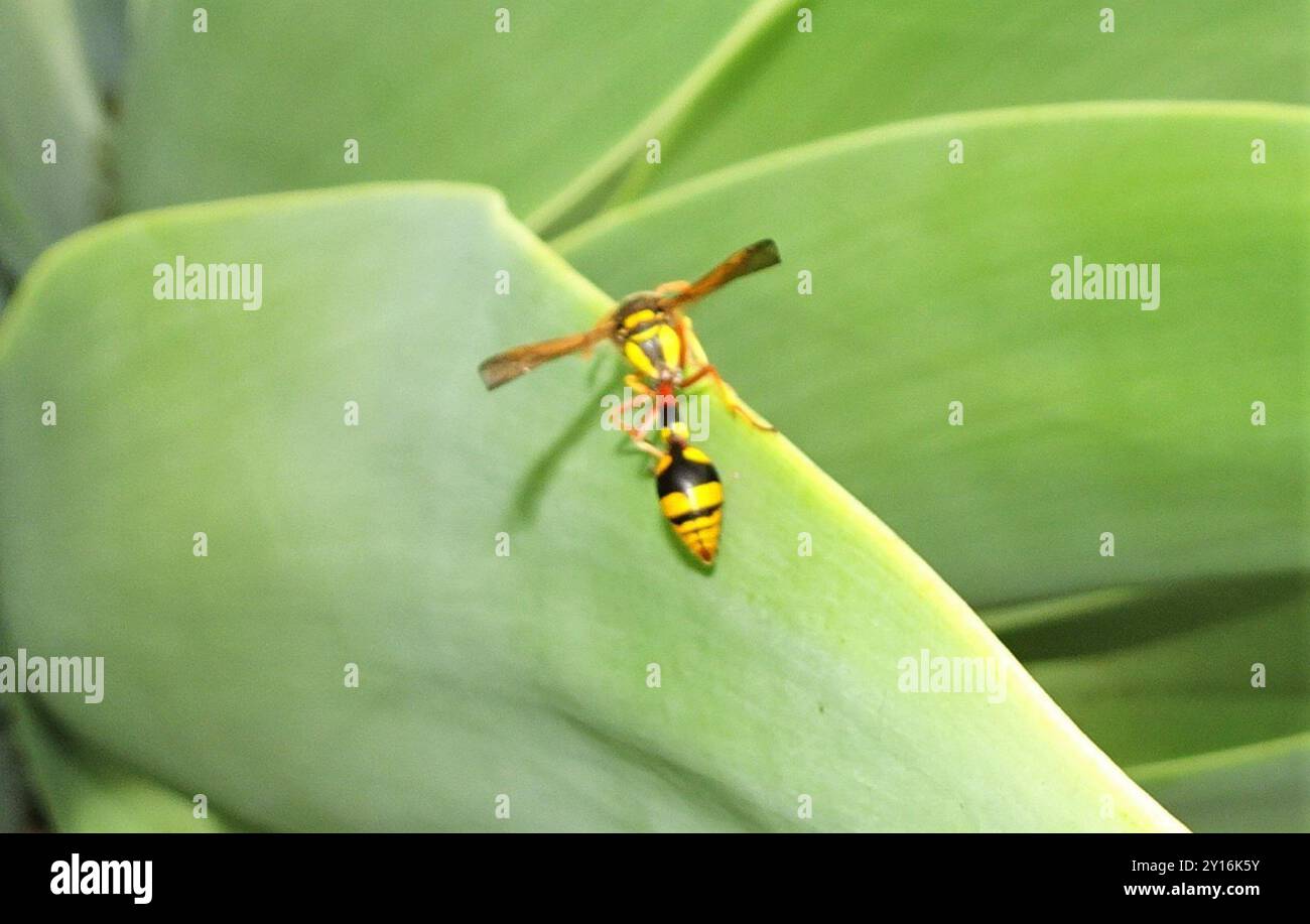 Yellow-and-black Potter Wasp (Delta campaniforme) Insecta Stock Photo ...