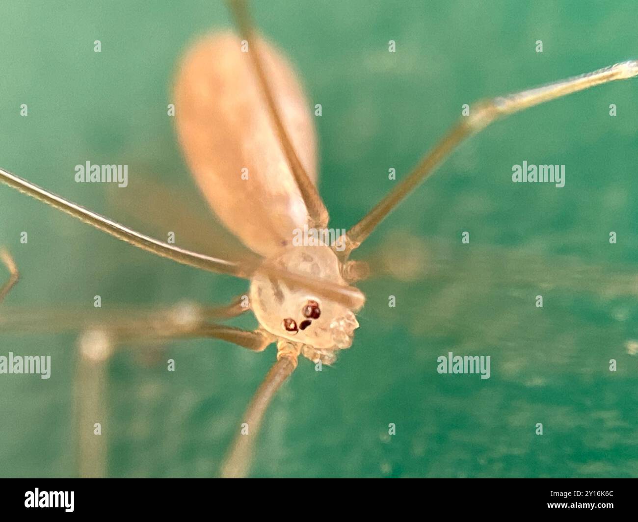 Harvestman Cellar Spider (Pholcus opilionoides) Arachnida Stock Photo ...