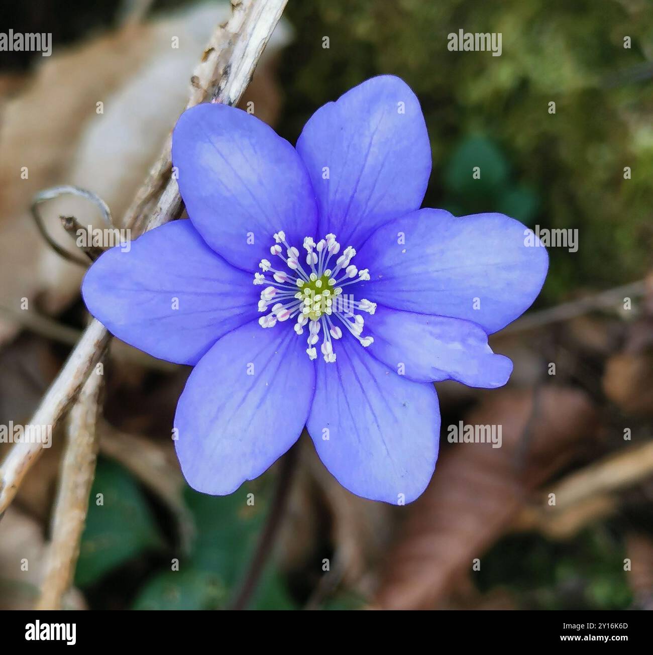 Liverleaf (Hepatica nobilis) Plantae Stock Photo - Alamy