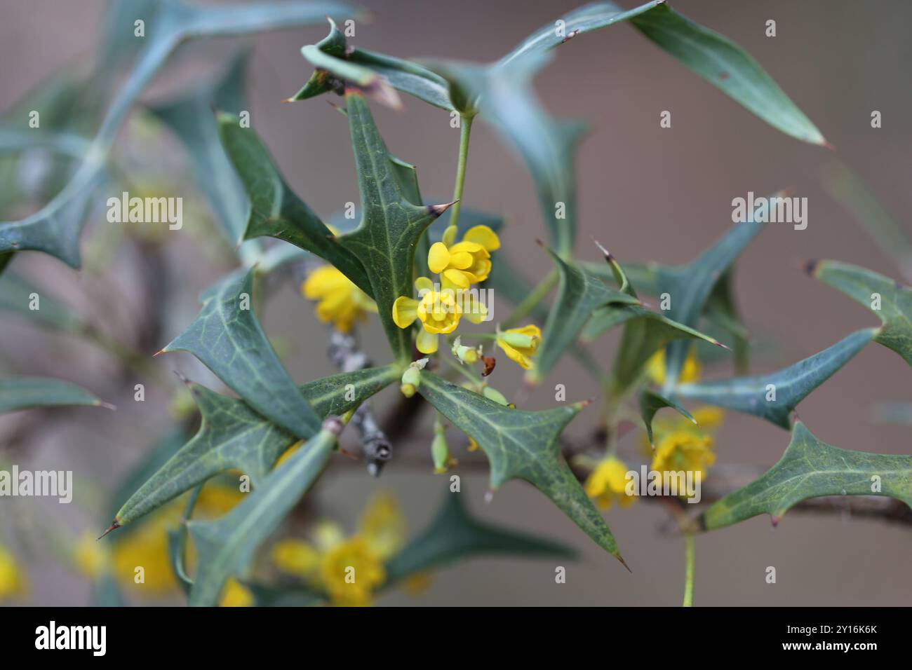 Agarita (Berberis trifoliolata) Plantae Stock Photo - Alamy