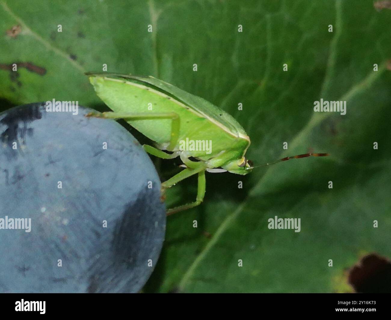 Southern Green Stink Bug (Nezara viridula) Insecta Stock Photo - Alamy