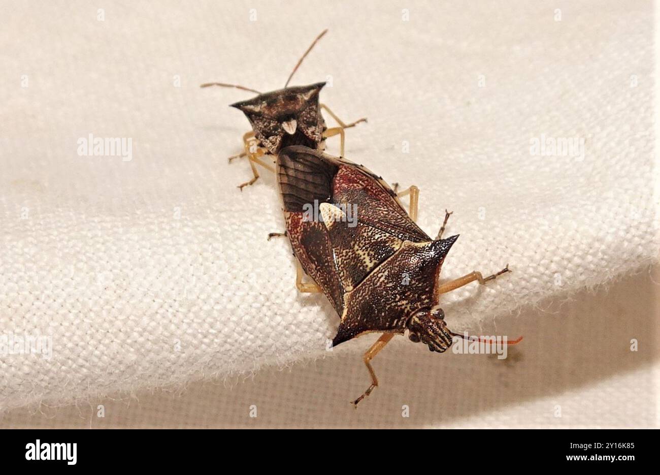 Schellenberg's soldier bug (Oechalia schellenbergii) Insecta Stock ...