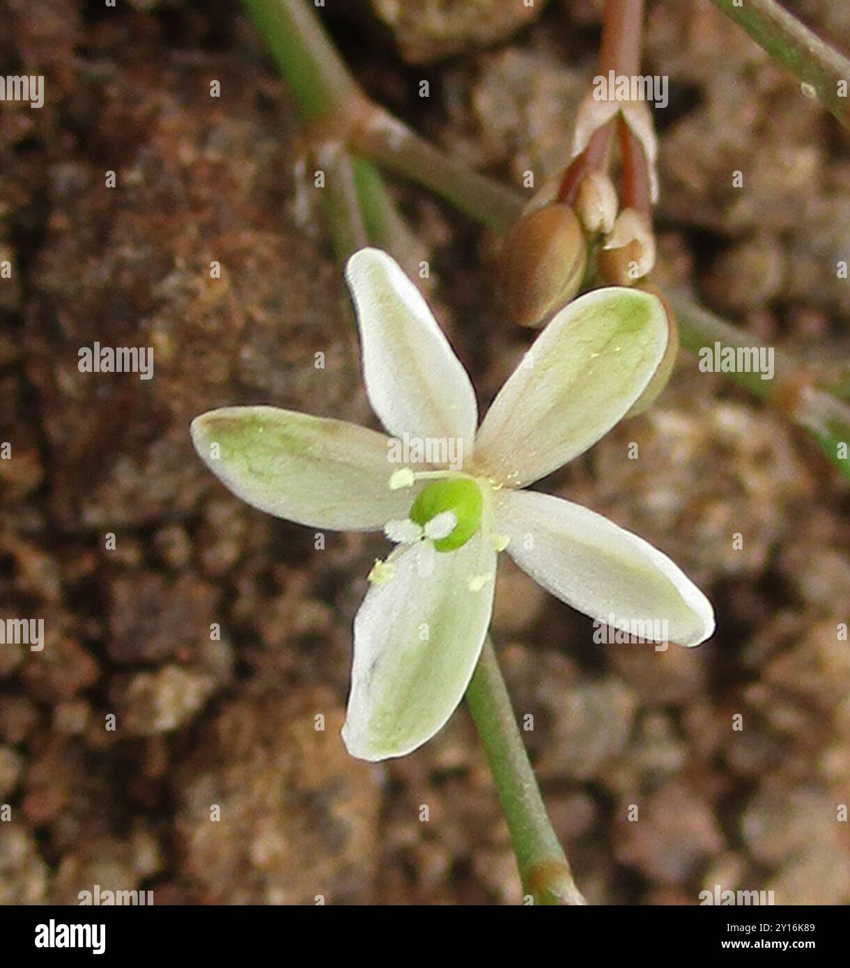Smooth Carpetweed (Paramollugo nudicaulis) Plantae Stock Photo - Alamy