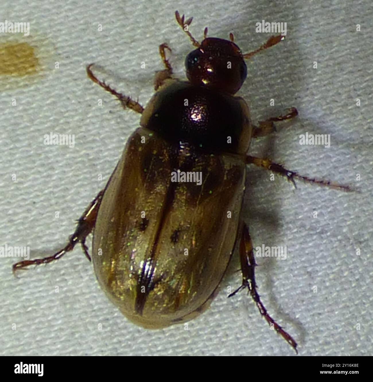 Pale and Green Leaf Chafers (Anomala) Insecta Stock Photo - Alamy