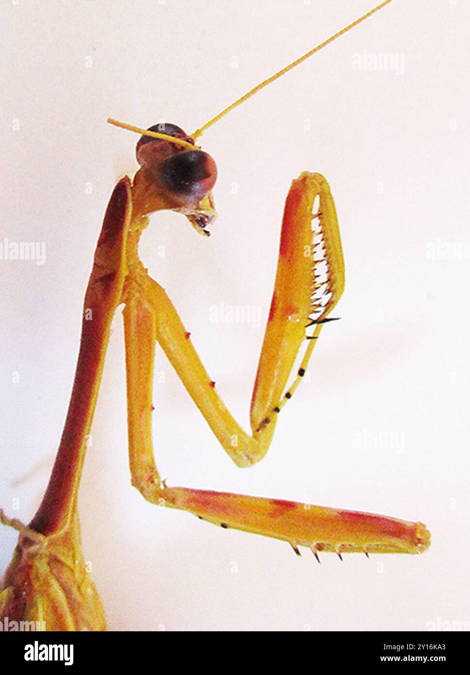 Zebra Mantis (Omomantis zebrata) Insecta Stock Photo - Alamy
