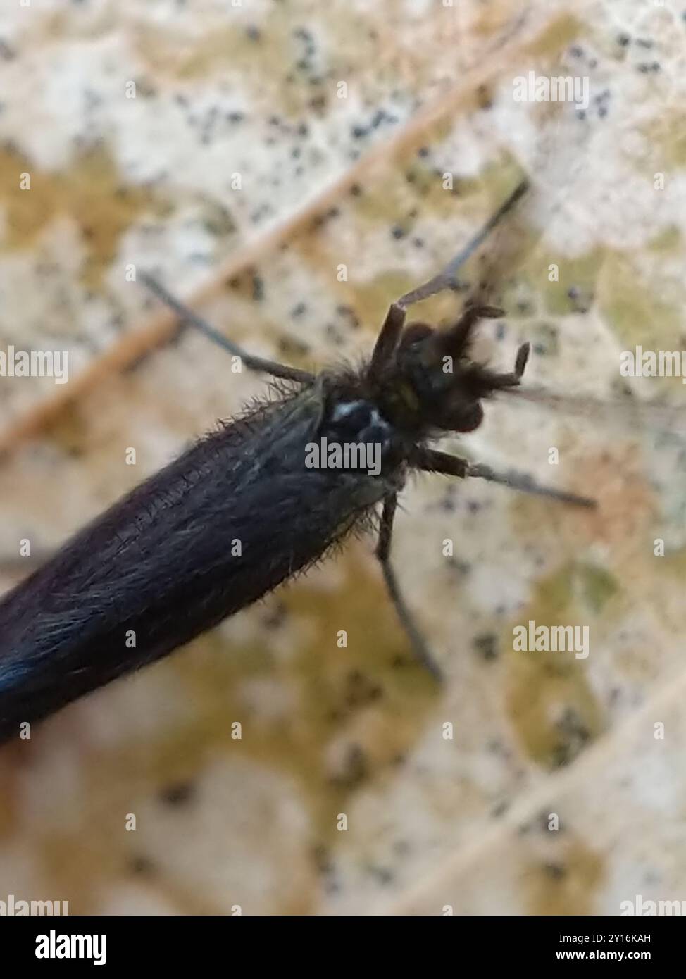 Little Black Caddisflies (Chimarra) Insecta Stock Photo - Alamy