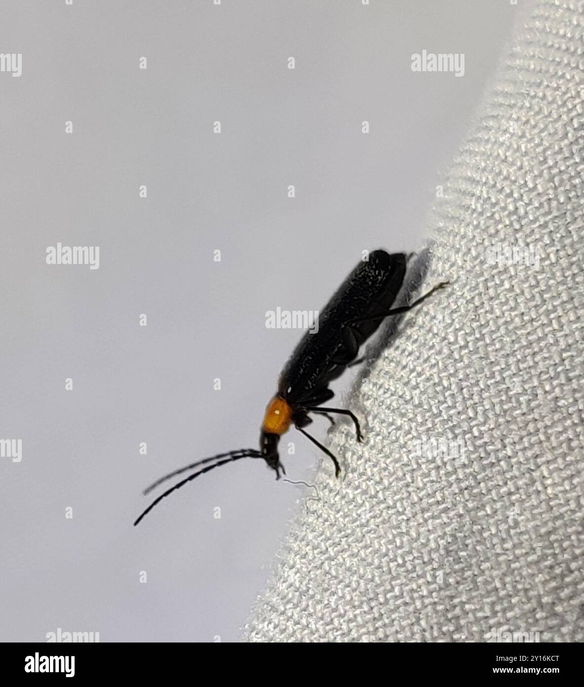 Water, Rove, Scarab, Long-horned, Leaf, and Snout Beetles (Polyphaga ...